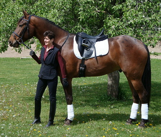 Friesian Heritage & Sporthorse News & Promotions